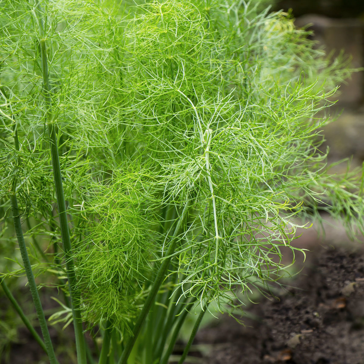 Foeniculum Vulgare Common Fennel | SiteOne