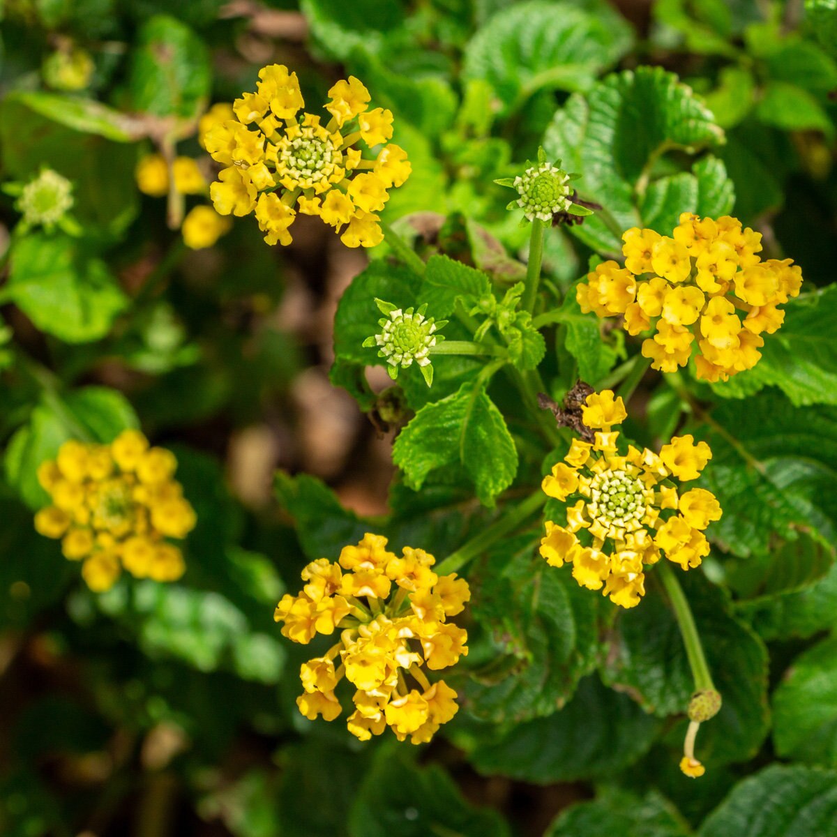 Lantana Depressa var. Depressa Pineland Trailing Lantan | SiteOne
