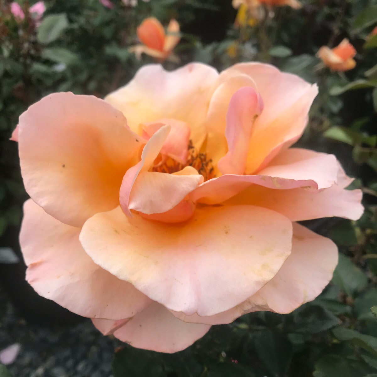 Rosa X Brandy Hybrid Tea Rose | SiteOne