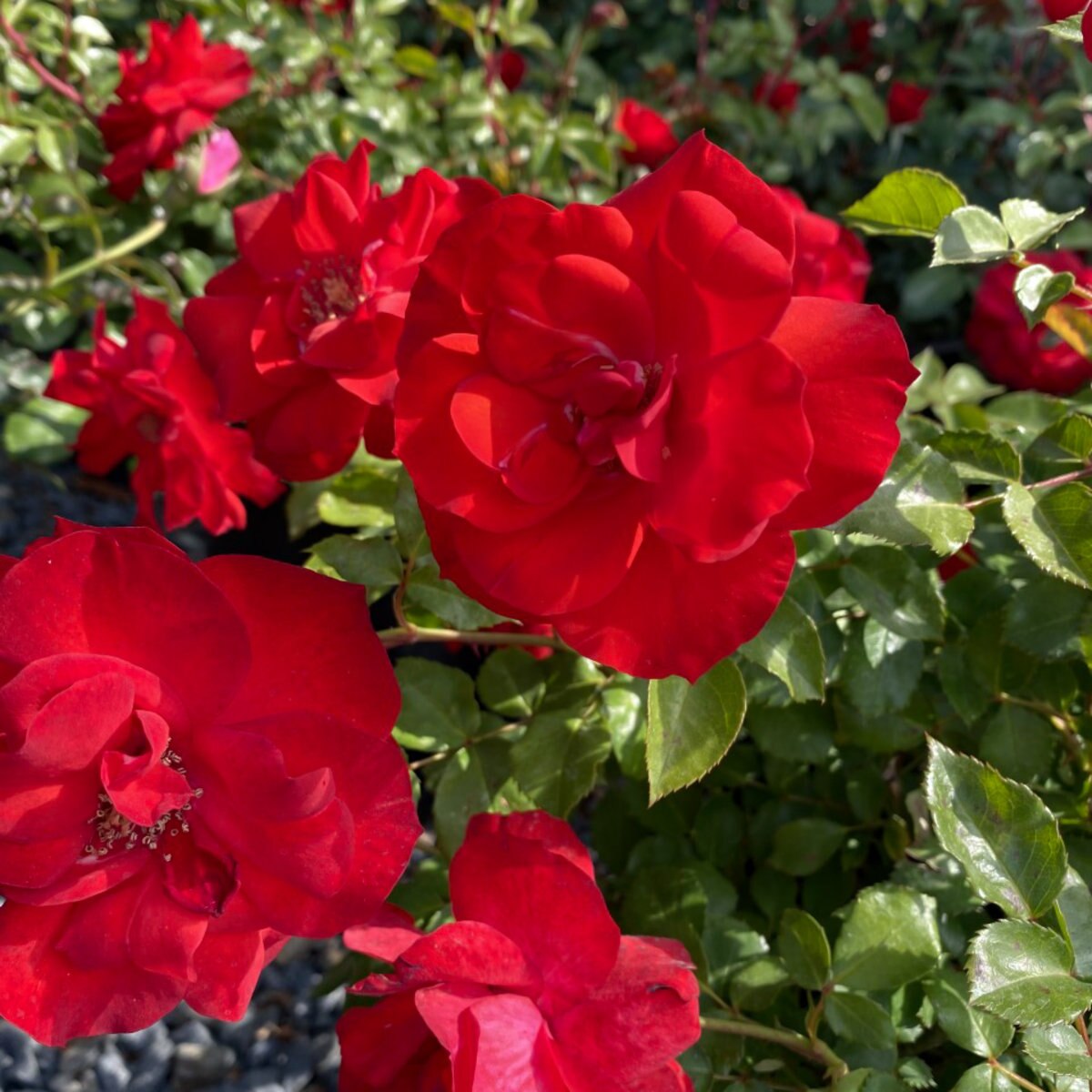 Rosa X Spanish Red Rose | SiteOne