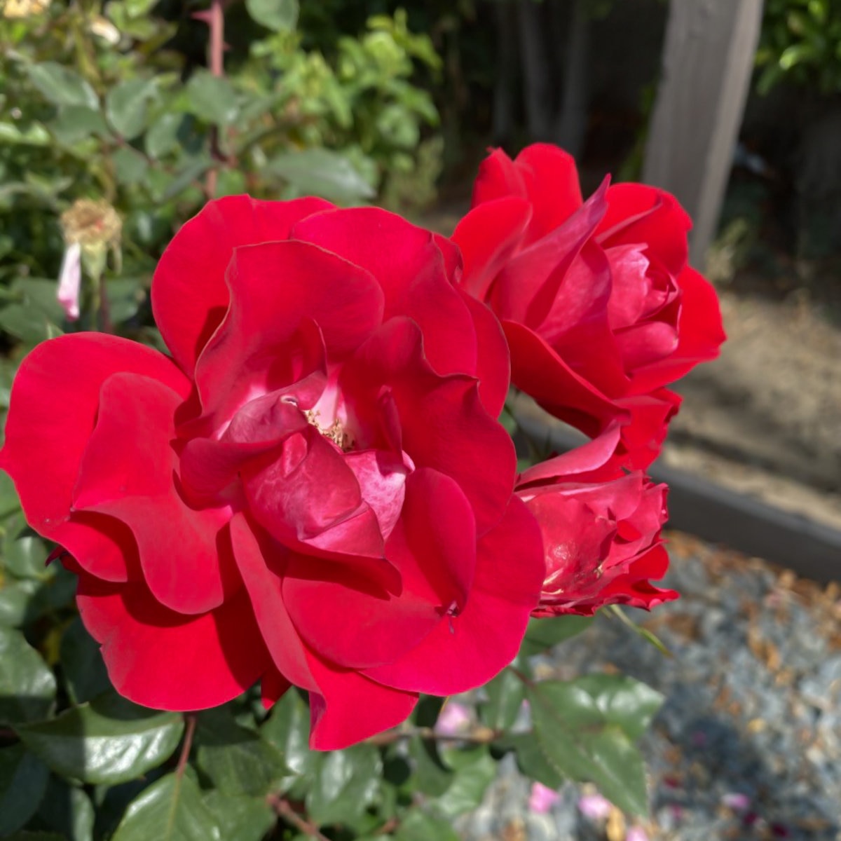 Rosa X Take it Easy Rose | SiteOne