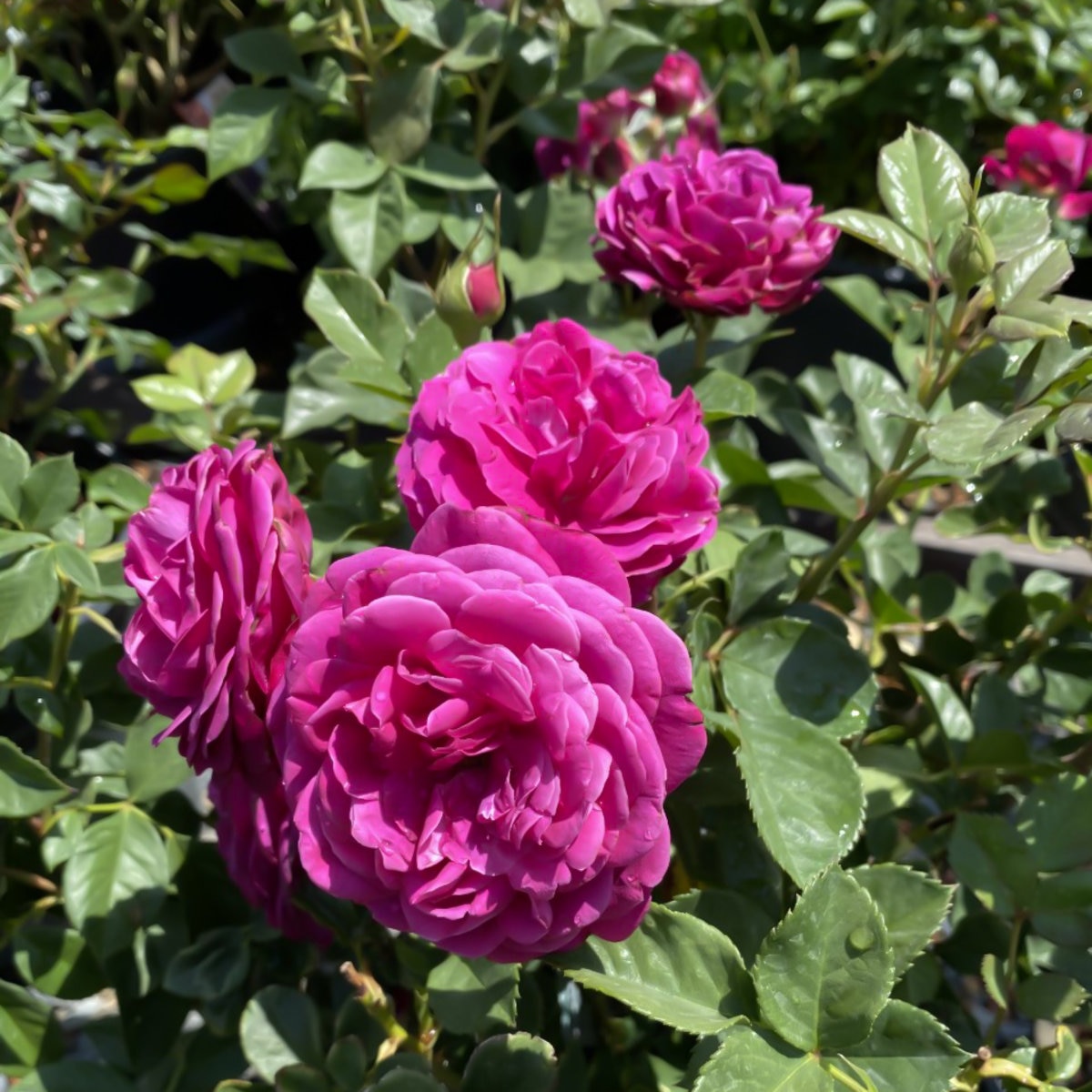Rosa Floribunda Celestial Night Rose | SiteOne