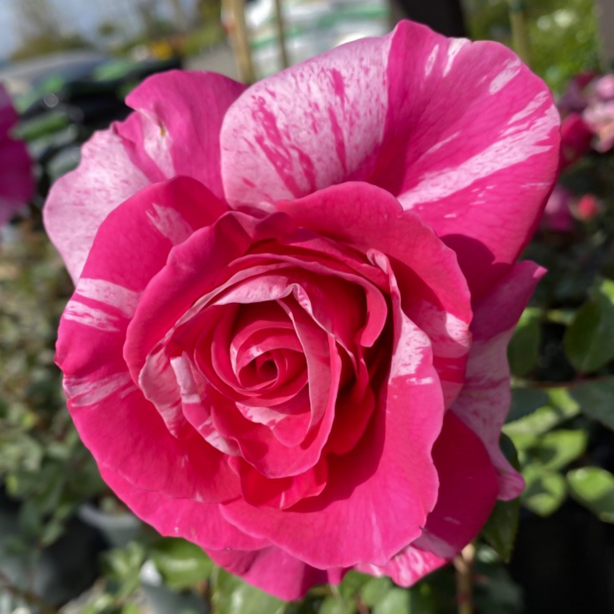 Rosa Grandiflora Parade Day Rose | SiteOne