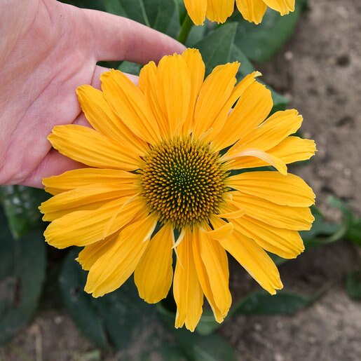 Echinacea X Color Coded One in a Melon Coneflower | SiteOne