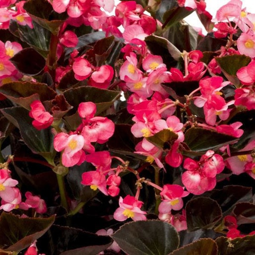 Begonia X Viking XL Pink on Chocolate Begonia | SiteOne