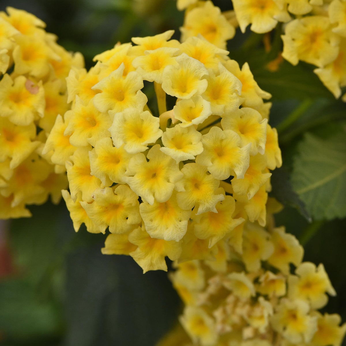 Lantana Camara Shamrock Butterscotch Glow Lantana | SiteOne