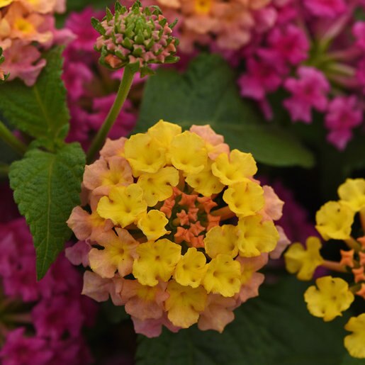 Lantana Camara Shamrock Rose Lantana | SiteOne
