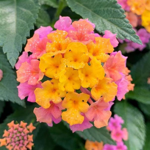Lantana Camara Shamrock Rose Gold Lantana | SiteOne