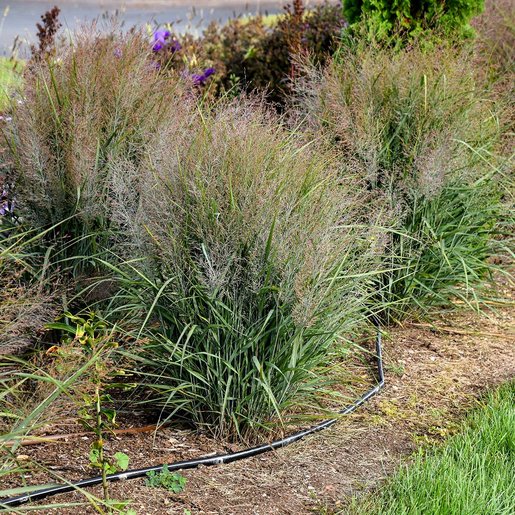Panicum Virgatum Gunsmoke Switch Grass | SiteOne