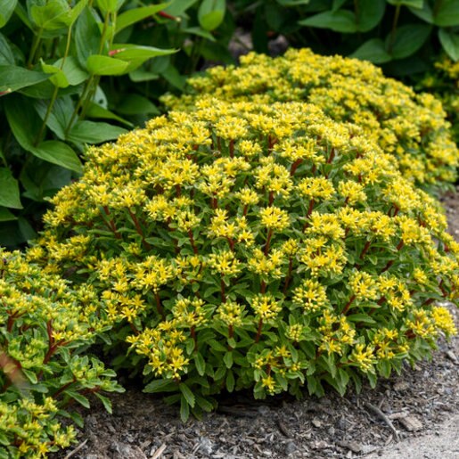 Sedum X Rock N Round Bright Idea Stonecrop | SiteOne