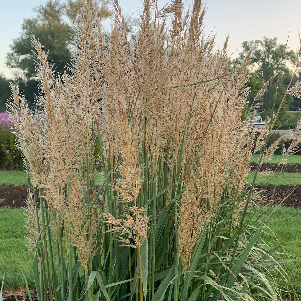 Sorghastrum Nutans Golden Sunset Yellow Indian Grass | SiteOne