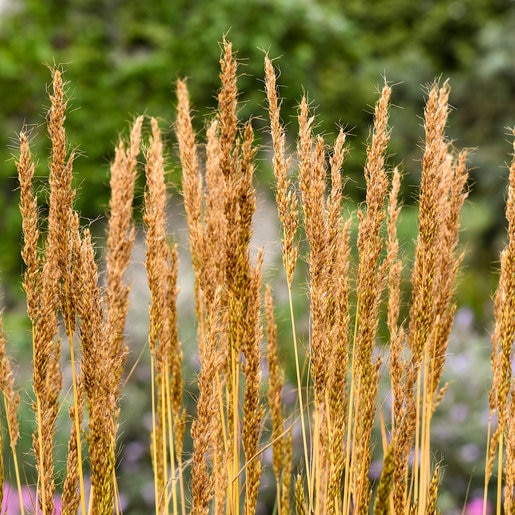 Sorghastrum Nutans Golden Sunset Yellow Indian Grass | SiteOne