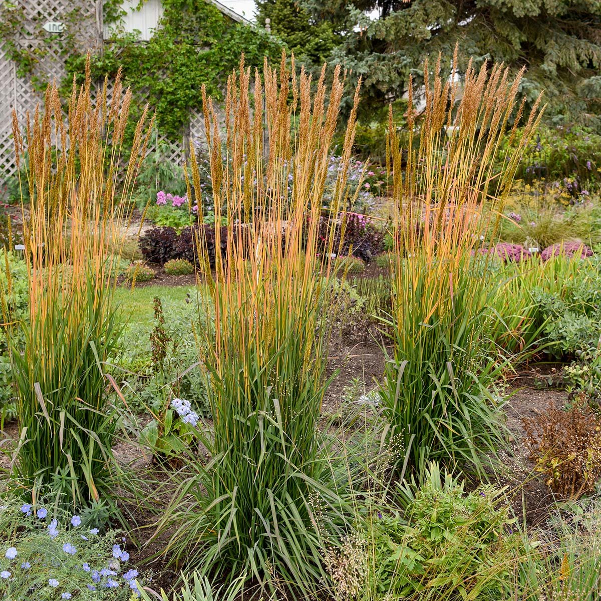 Sorghastrum Nutans Golden Sunset Yellow Indian Grass | SiteOne