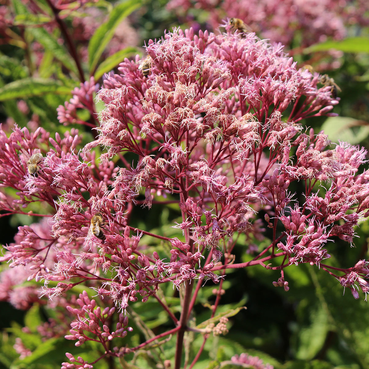 Eutrochium Maculatum Spotted Joe-Pye Weed | SiteOne