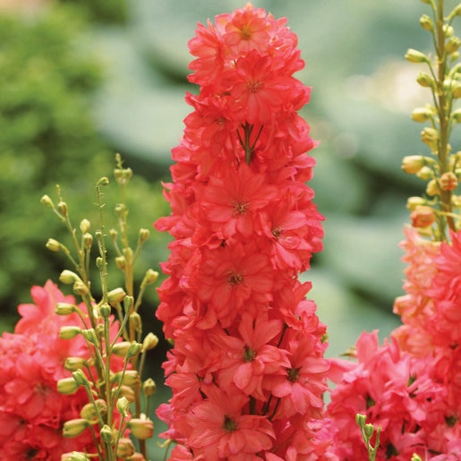 Delphinium X Red Lark Larkspur | SiteOne