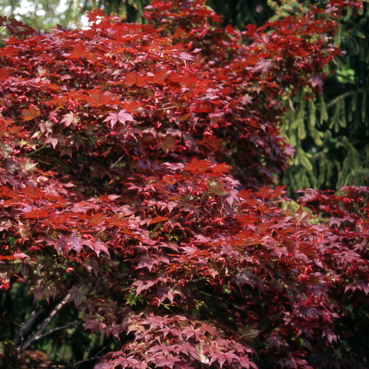 Acer Palmatum Oshio Beni Japanese Maple | SiteOne