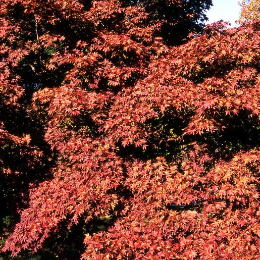 Acer Palmatum Oshio Beni Japanese Maple | SiteOne