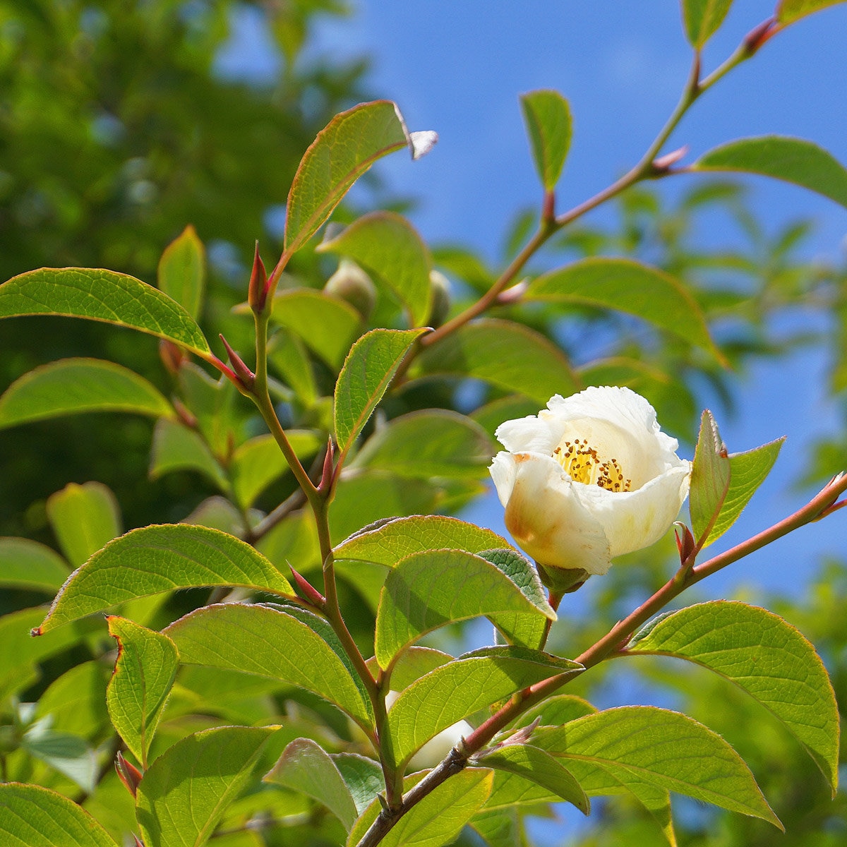 Stewartia Pseudocamellia Japanese Stewartia | SiteOne