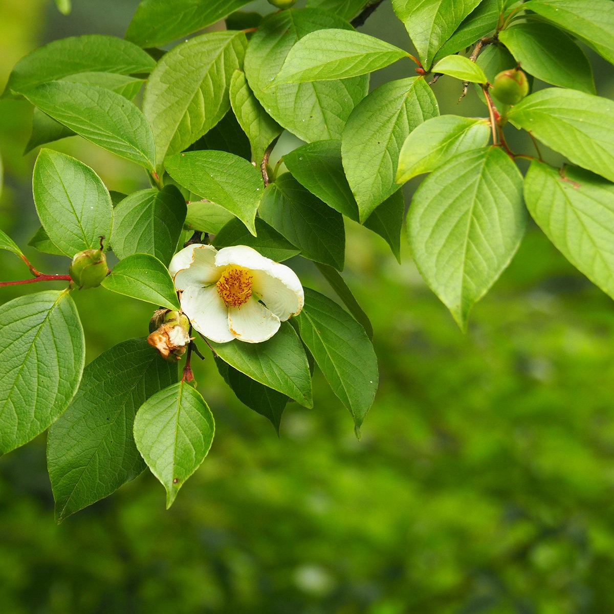 Stewartia Pseudocamellia Japanese Stewartia | SiteOne