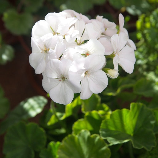 Pelargonium X Hortorum White Zonal Geranium | SiteOne