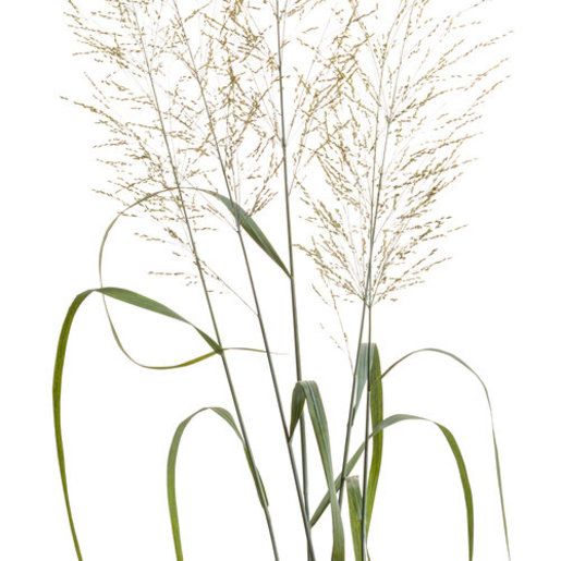 Panicum Virgatum Prairie Winds Niagara Falls Switch Gra | SiteOne