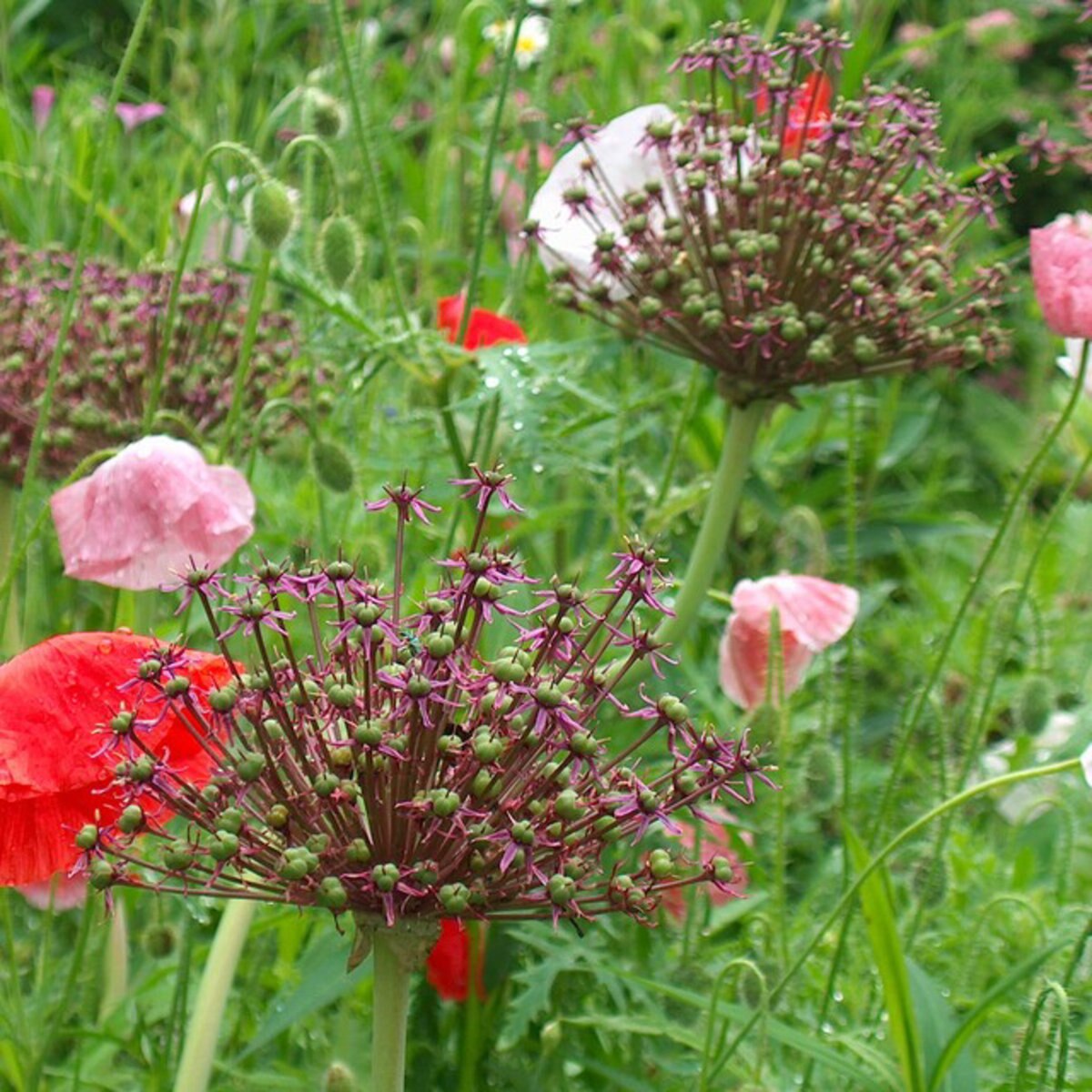 Allium Bulb Atropurpureum Ornamental Onion | SiteOne