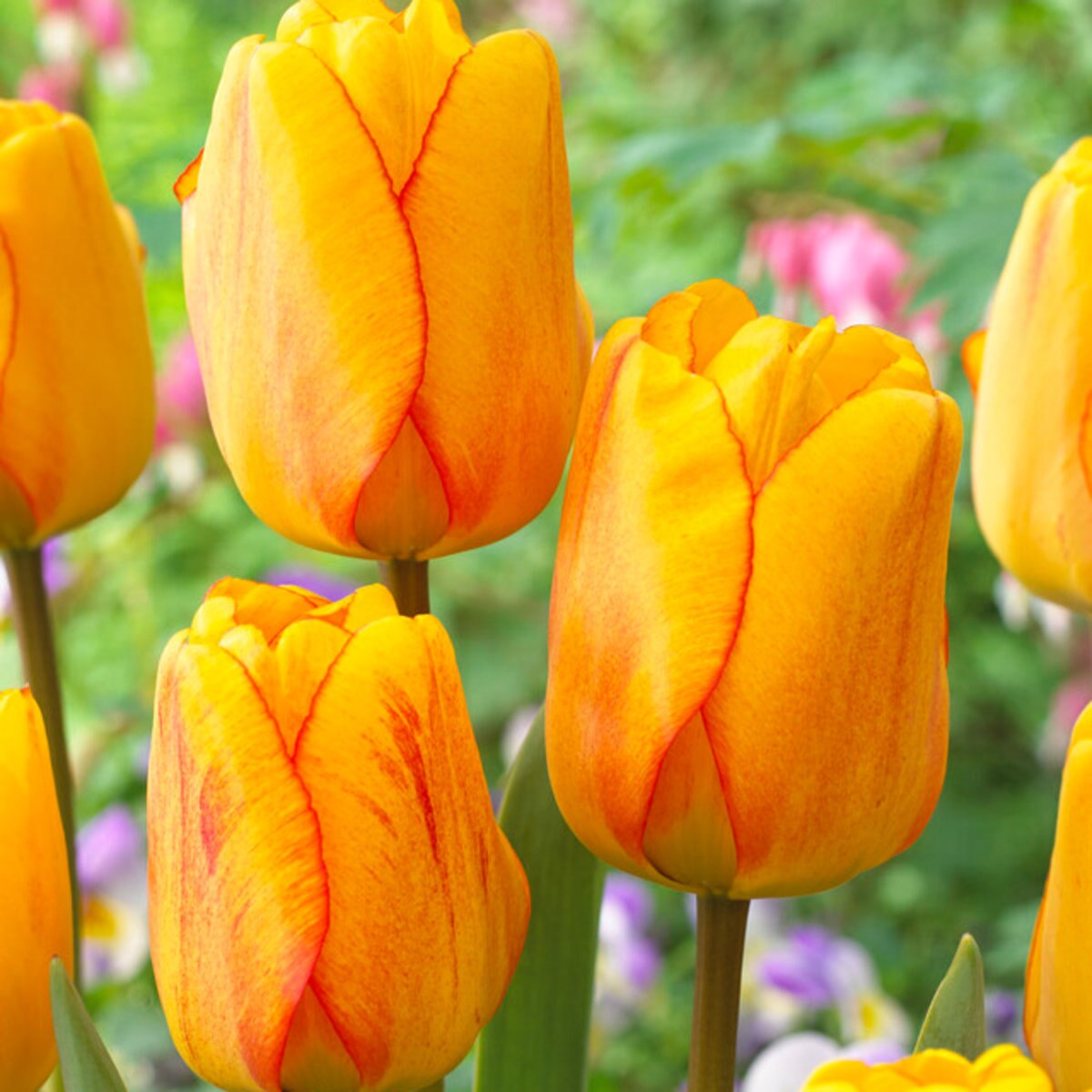 Tulipa Bulb Darwin Hybrid Blushing Apeldoorn Tulip | SiteOne
