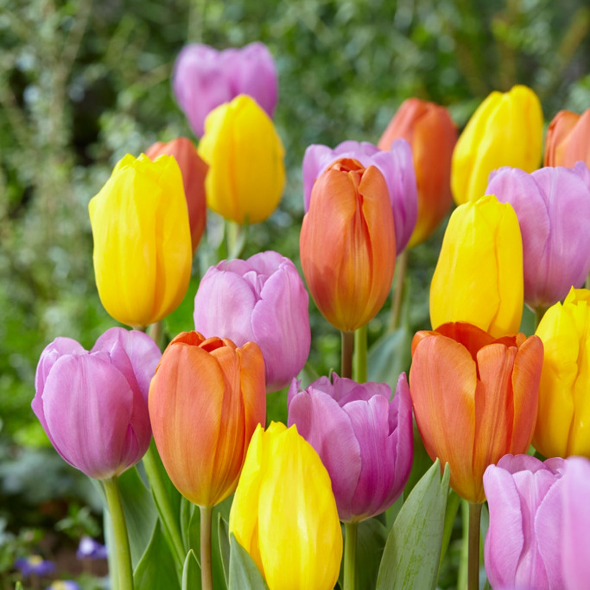 Tulipa Bulb Portfolio Bright Lights Mixture Tulip | SiteOne