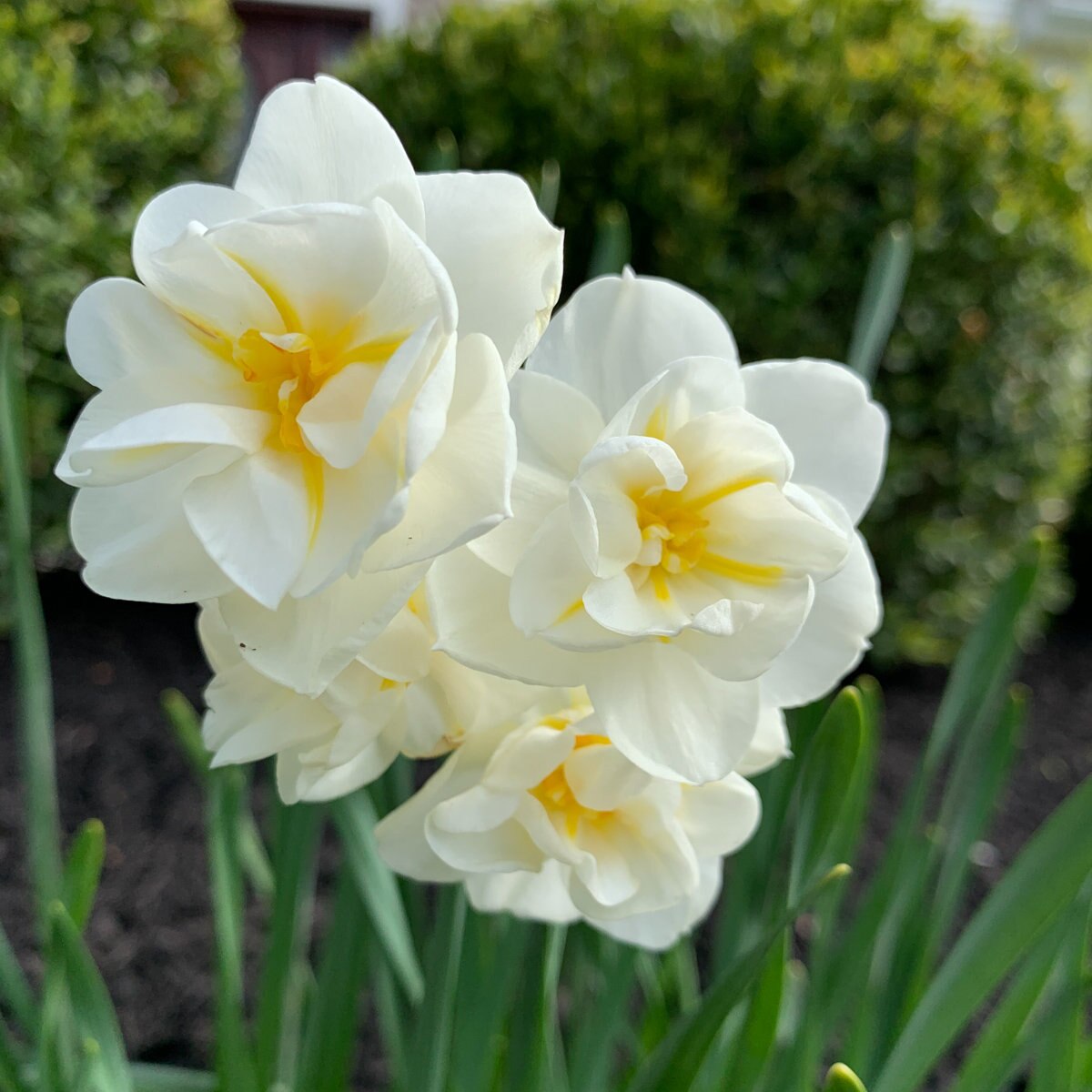Narcissus Bulb Bunch Flowering Yellow Cheerfulness Daff | SiteOne