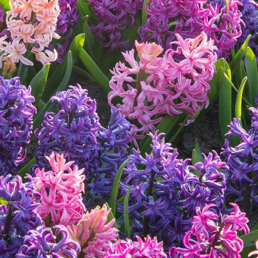 Hyacinthus Bulb Orientalis Cotton Candy Mixture Hyacint | SiteOne