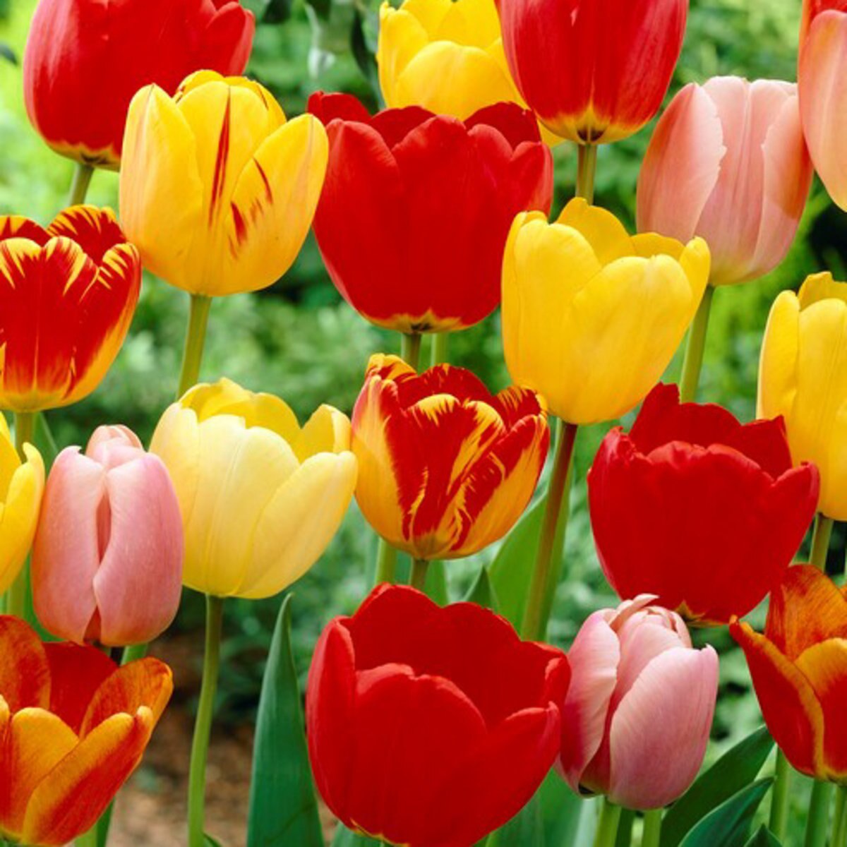 Tulipa Bulb Darwin Hybrid Mixture Tulip | SiteOne