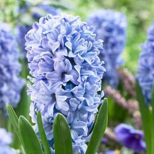 Hyacinthus Bulb Orientalis Delft Blue Hyacinth | SiteOne