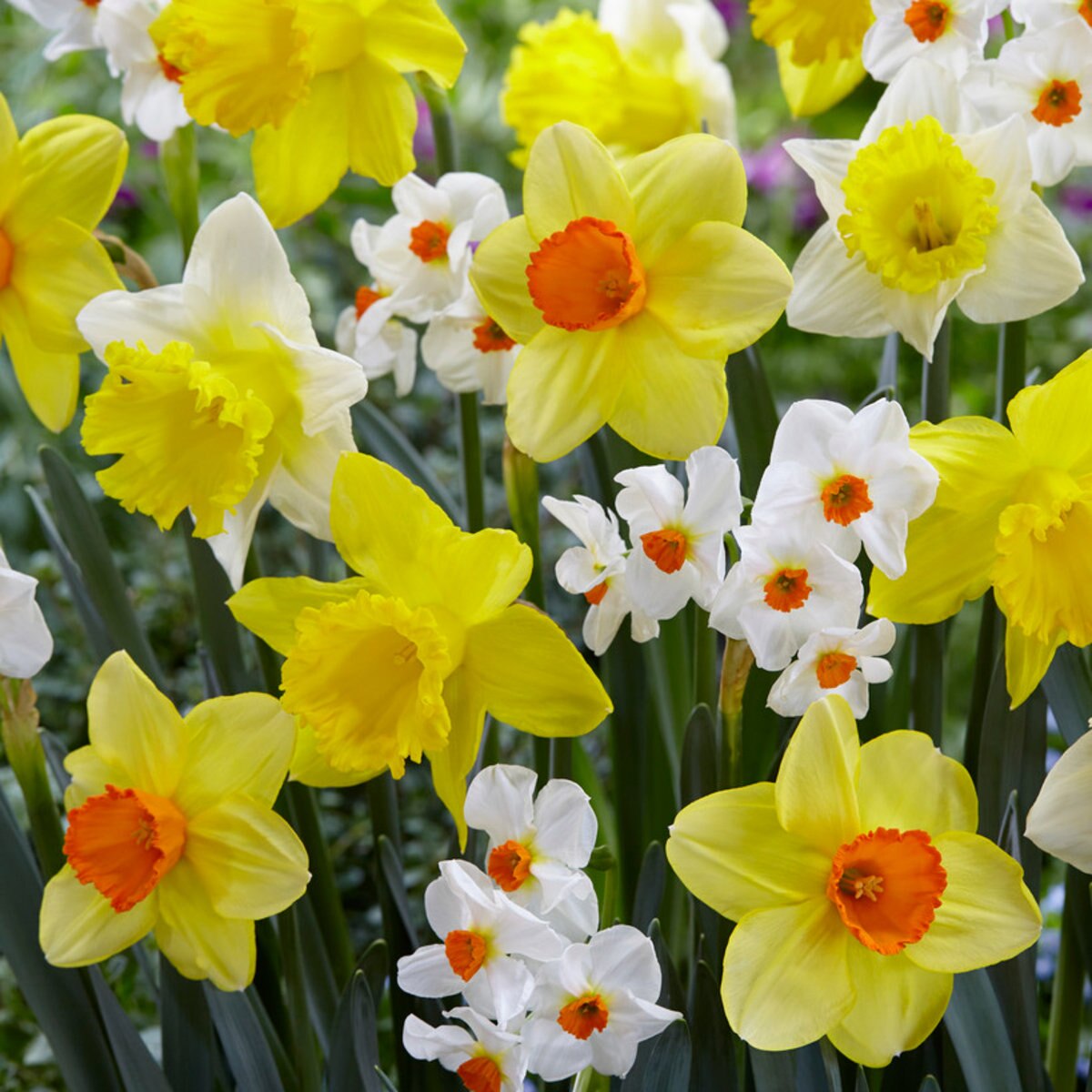Narcissus Bulb Portfolio Exhibition Mixture Daffodil | SiteOne