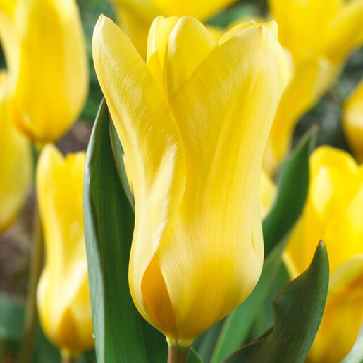 Tulipa Bulb Fosteriana Emperor Golden Emperor Tulip | SiteOne