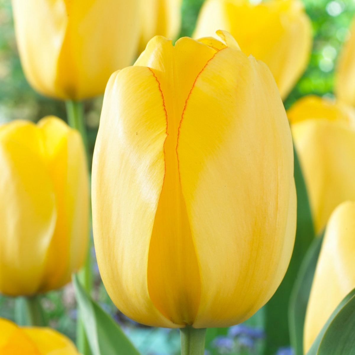 Tulipa Bulb Darwin Hybrid Golden Parade Tulip | SiteOne