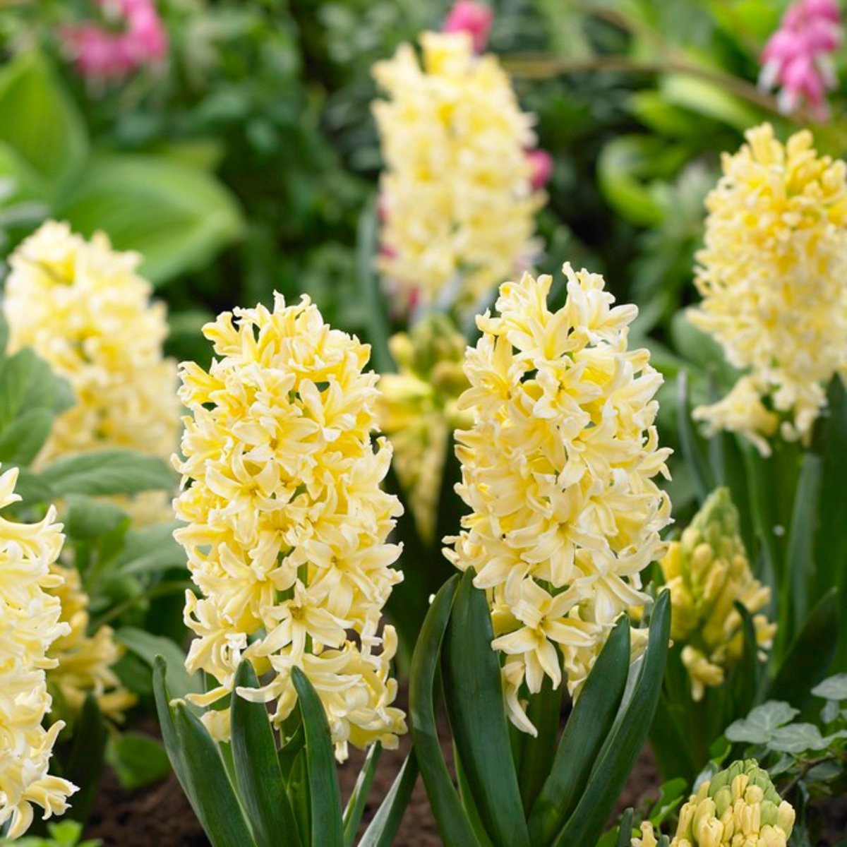 Hyacinthus Bulb Orientalis Gypsy Princess Hyacinth | SiteOne