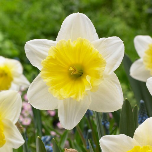 Narcissus Bulb Large Cup Ice Follies Daffodil | SiteOne
