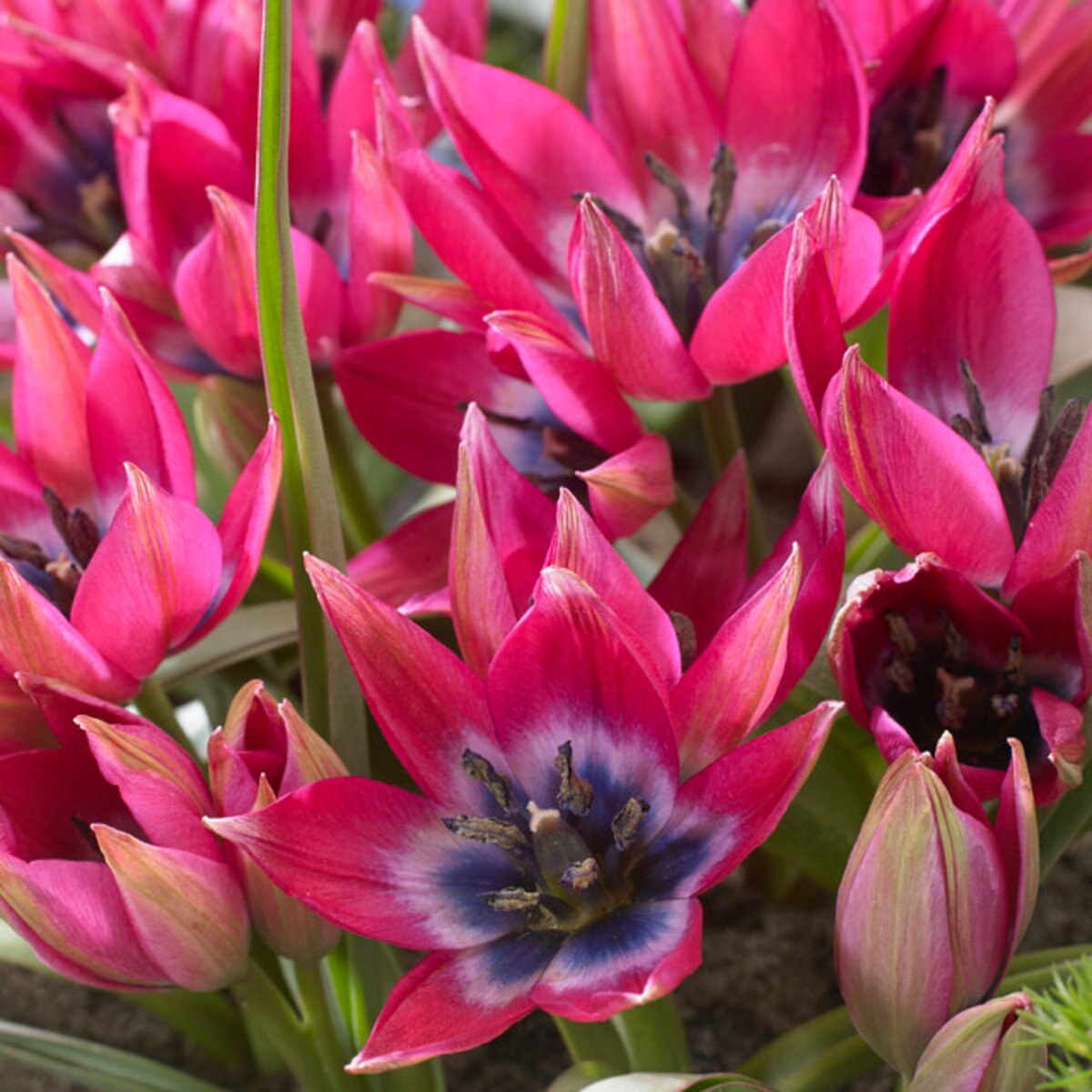 Tulipa Bulb Species Humilis Little Beauty Tulip | SiteOne