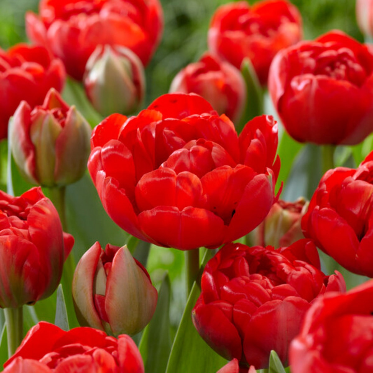 Tulipa Bulb Double Mid Miranda Tulip | SiteOne