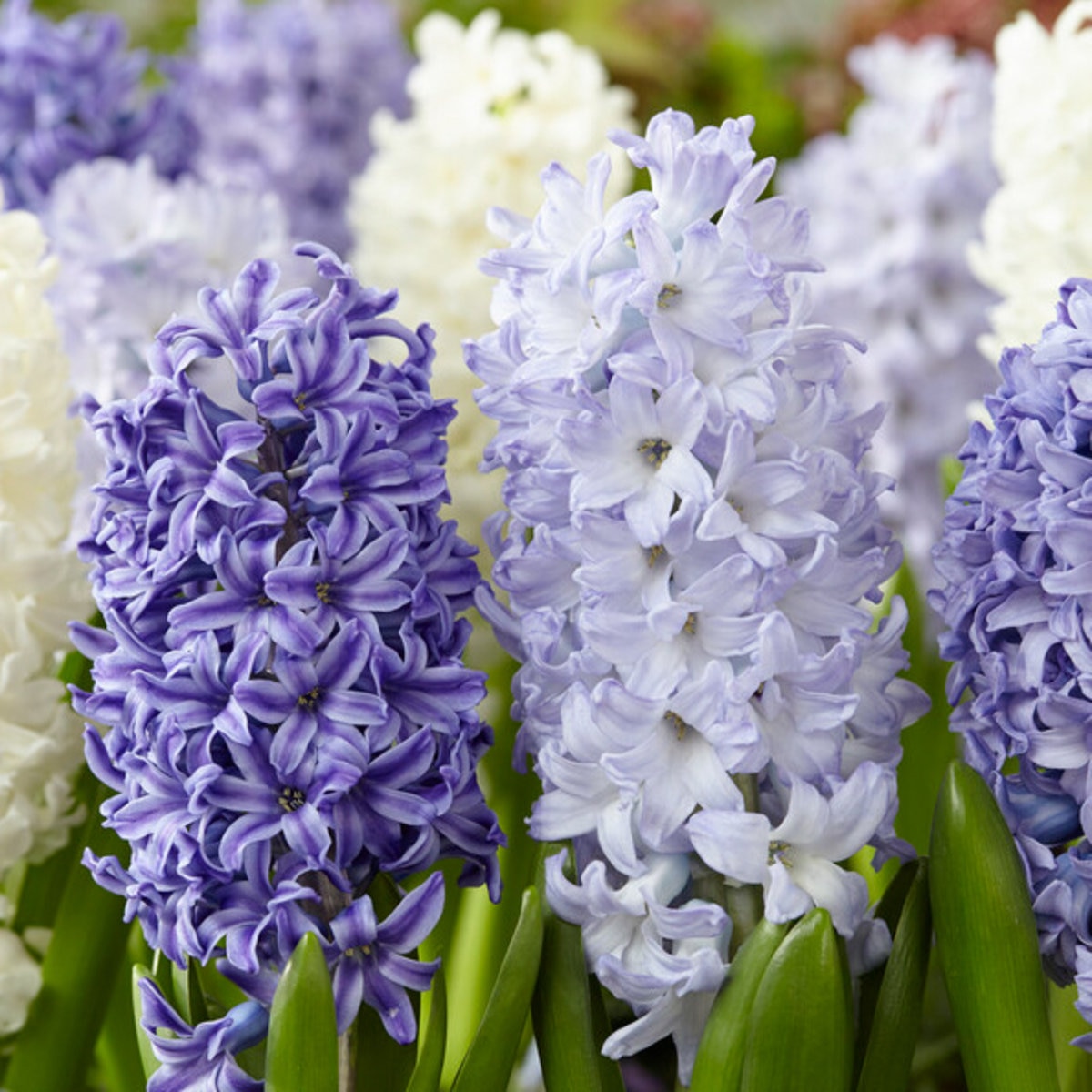 Hyacinthus Bulb Orientalis The Blues Mixture Hyacinth | SiteOne