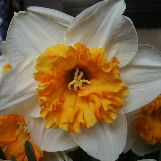 Narcissus Bulb Large Cup Virginia Sunrise Daffodil | SiteOne