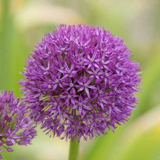 Allium Bulb Giganteum Pinball Wizard Ornamental Onion | SiteOne