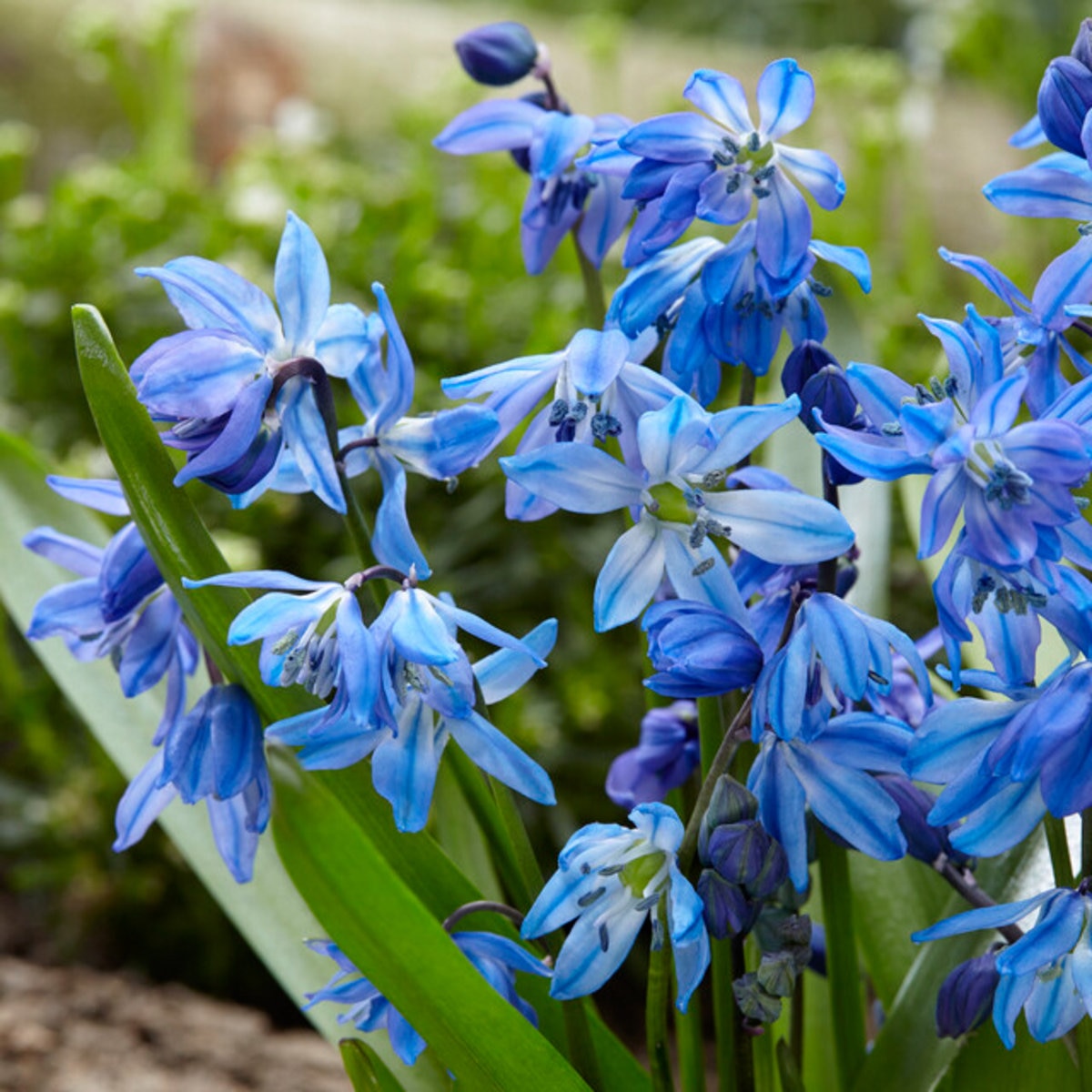 Scilla Bulb Siberica Siberian Squill | SiteOne