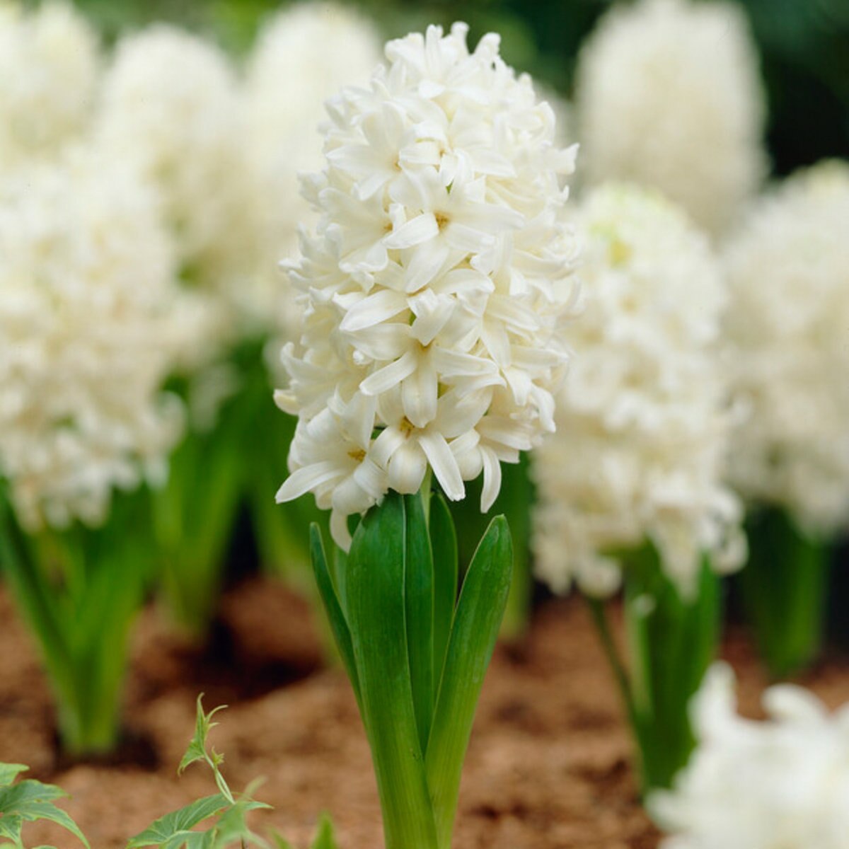 Hyacinthus Bulb Orientalis White Pearl Hyacinth | SiteOne