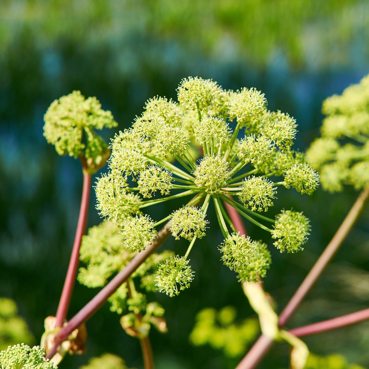 Angelica Archangelica Wild Celery | SiteOne