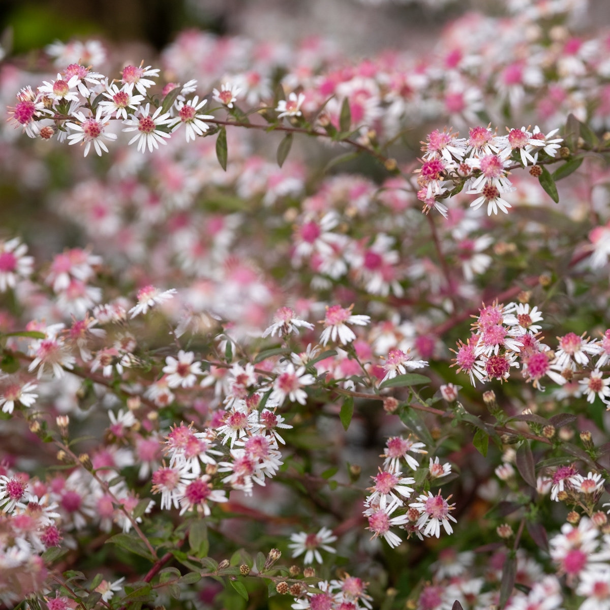 Symphyotrichum Lateriflorum Lady in Black Calico Aster | SiteOne