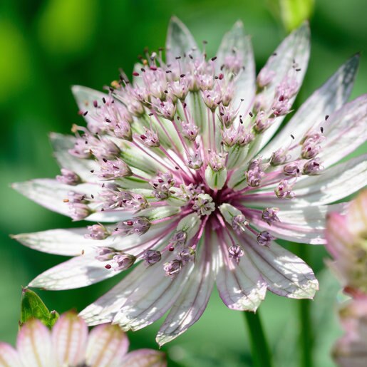Astrantia Major Greater Masterwort | SiteOne