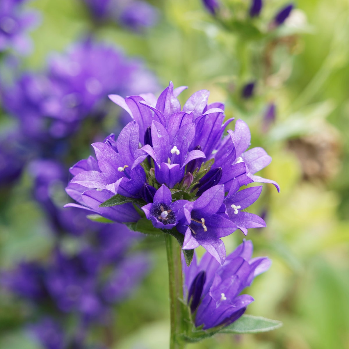 Campanula Glomerata Superba Clustered Bellflower | SiteOne