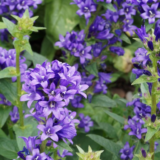 Campanula Glomerata Superba Clustered Bellflower | SiteOne