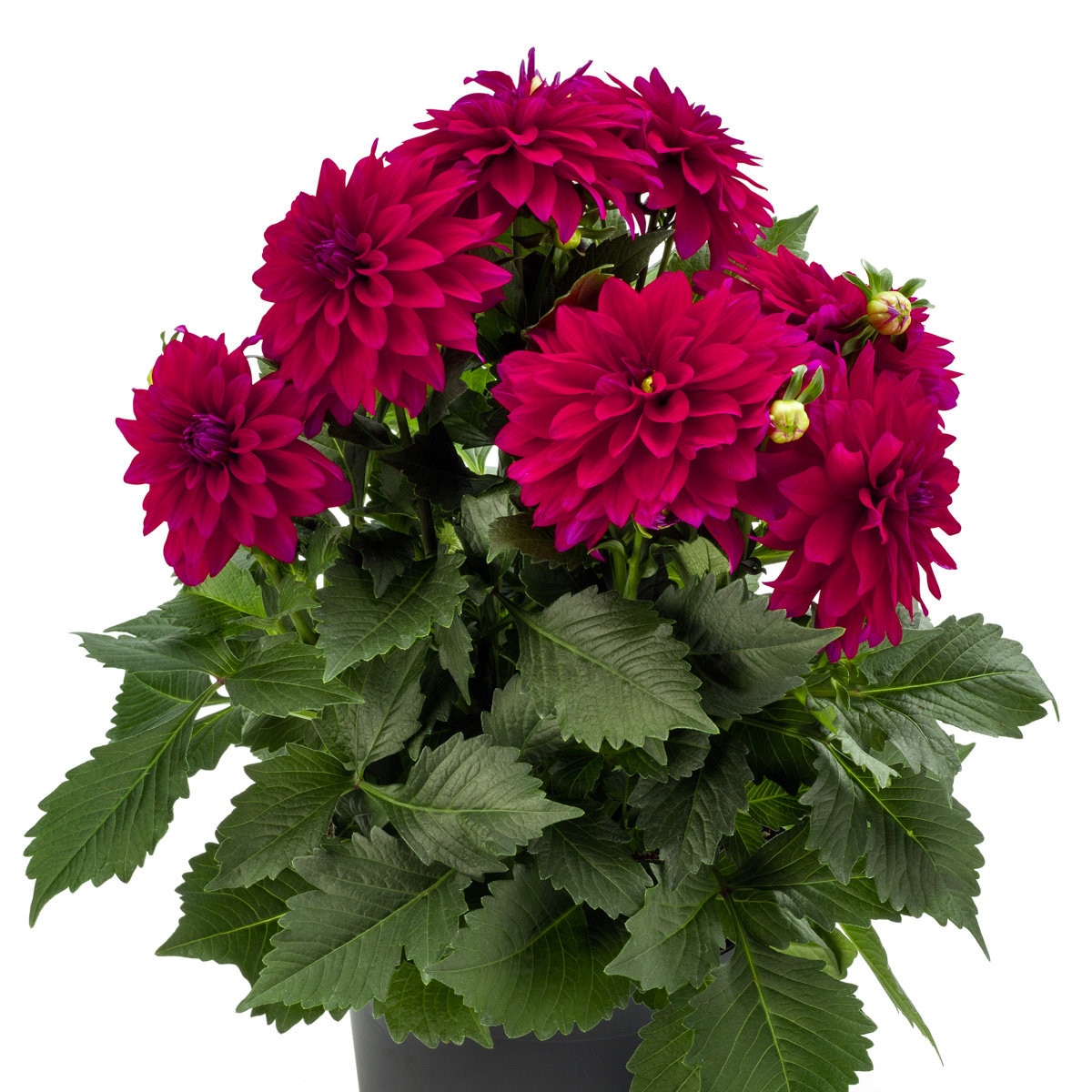 Dahlia Pinnata Labella Maggiore Purple Dahlia | SiteOne